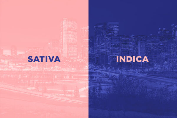 Dank Dispensaries | Types of Cannabis and Strains Explained