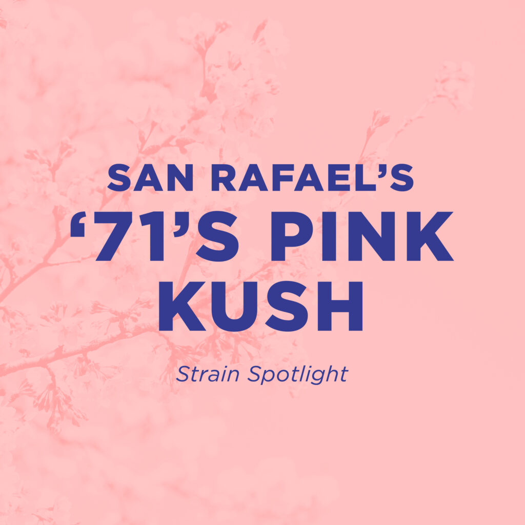 Dank Cannabis | Strain Spotlight: San Rafael '71's Pink Kush