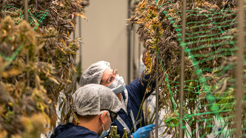 How Tech Is Quietly Changing Cannabis Retail and Growing