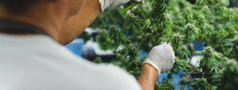 How Tech Is Quietly Changing Cannabis Retail and Growing